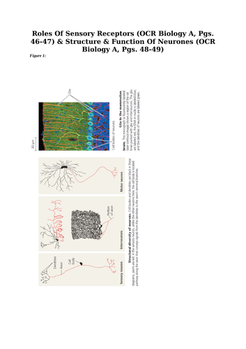 OCR 5.3 Neuronal Communication - Sensory receptors and Neurones ...