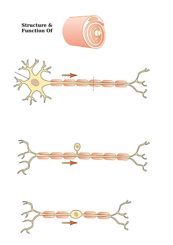 OCR 5.3 Neuronal Communication - Sensory receptors and Neurones ...