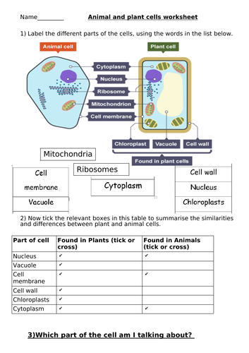 Eukaryotic and Prokaryotic Cells (GCSE) | Teaching Resources