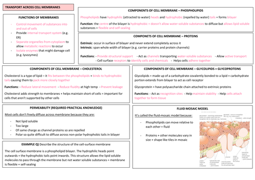 AQA A LEVEL BIOLOGY - Transport Across Cell Membranes Revision ...