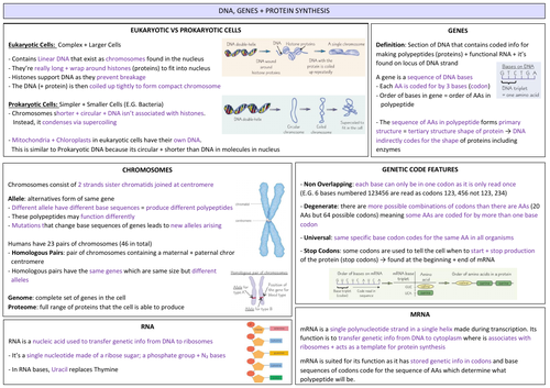 AQA A LEVEL BIOLOGY - DNA, Genes + Protein Synthesis Revision ...