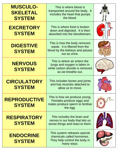 Cells, tissues and organs KS3 | Teaching Resources