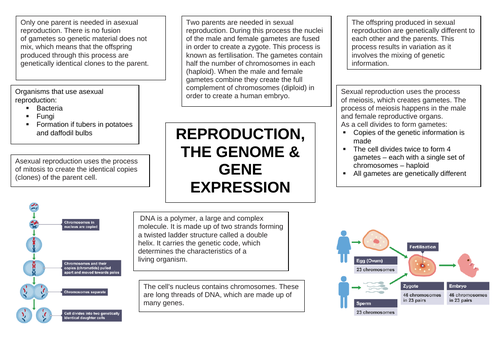 Biology Paper 2 (triple) Revision | Teaching Resources