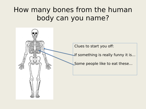 Types of Bone / Skeletal System | Teaching Resources