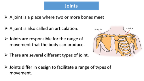 AQA GCSE PE - The Skeletal System | Teaching Resources