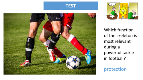 AQA GCSE PE - The Skeletal System | Teaching Resources
