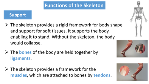 AQA GCSE PE - The Skeletal System | Teaching Resources