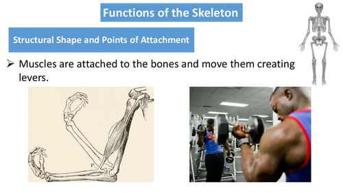 AQA GCSE PE - The Skeletal System | Teaching Resources
