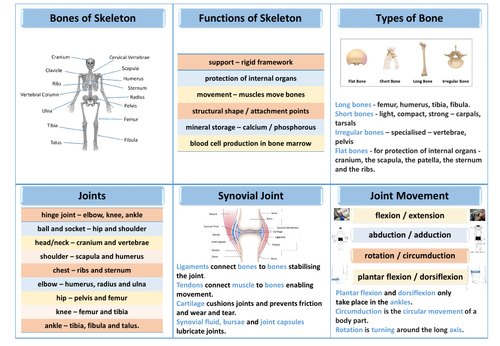 AQA GCSE PE - Skeletal System Revision Mat | Teaching Resources