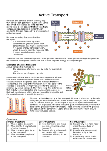 B1 - cell structure and transport | Teaching Resources