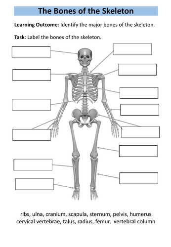 AQA GCSE PE - The Skeletal System Workbook / Worksheets | Teaching ...
