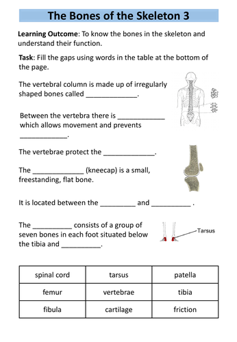 AQA GCSE PE - The Skeletal System Workbook / Worksheets | Teaching ...