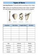 AQA GCSE PE - The Skeletal System Workbook / Worksheets | Teaching ...