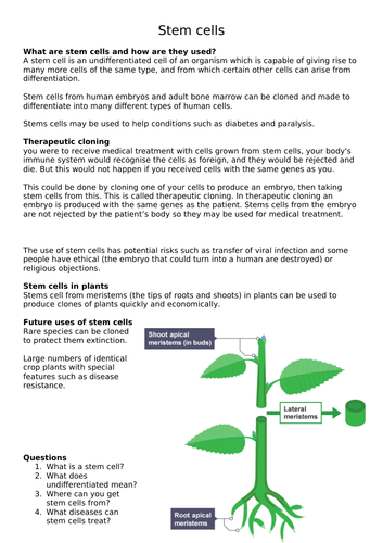B2.3 stem cells | Teaching Resources