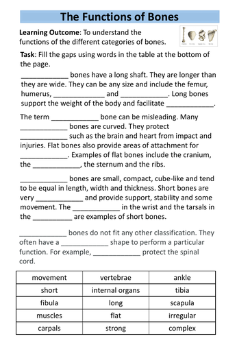 AQA GCSE PE - The Skeletal System | Teaching Resources