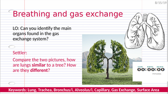 Breathing and Gas Exchange | Teaching Resources
