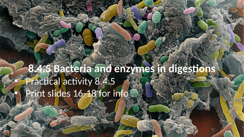 Bacteria and enzymes in digestion | Teaching Resources