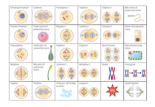Mitosis & Meiosis - Bingo (KS4/5) | Teaching Resources