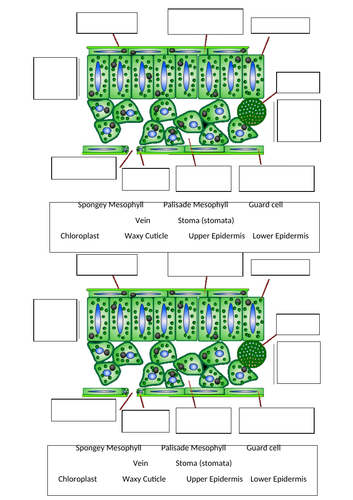 KS3 Photosynthesis & Leaf structure | Teaching Resources