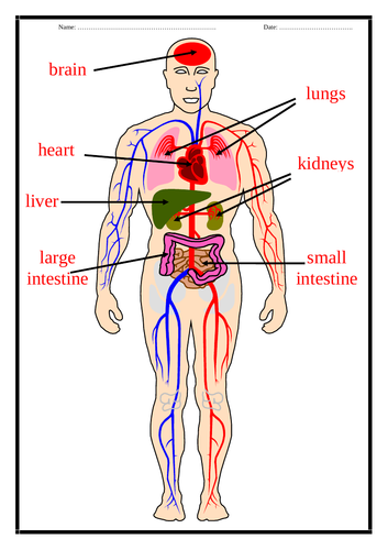 Human Body - What's Inside Us? | Teaching Resources