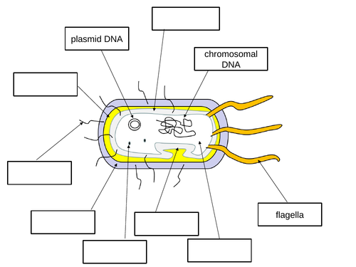 Eukaryotic and prokaryotic cells (Edexcel GCSE Biology & Combined Science) | Teaching Resources