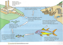 Transfers in chains - bioaccumulation | Teaching Resources