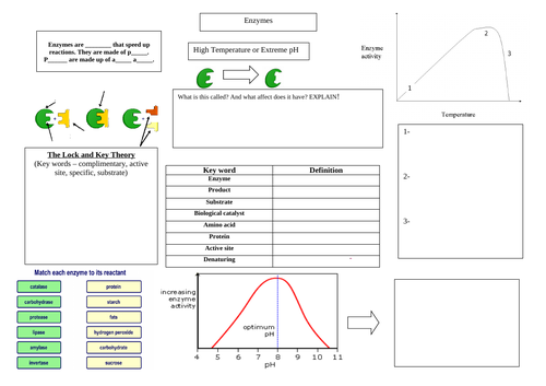 Differentiated Enzymes Revision Crib Sheet GCSE | Teaching Resources