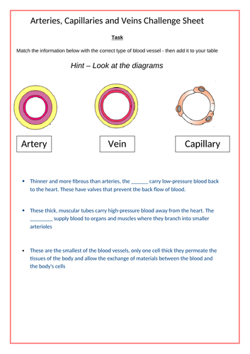 Blood Vessels - Structure and function (Differentiated) | Teaching ...
