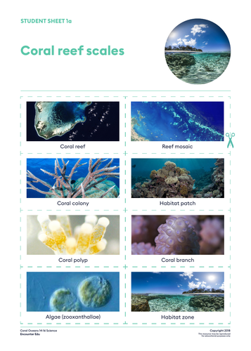 Biodiversity Science GCSE: Coral case study | Teaching Resources