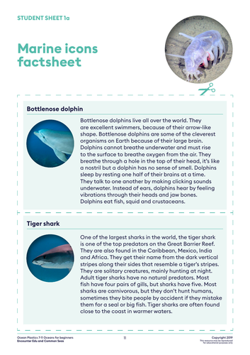 Our wonderful ocean KS2 | Teaching Resources
