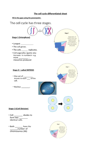 Cell Cycle (Mitosis) NEW AQA 9-1 GCSE Full Lesson | Teaching Resources