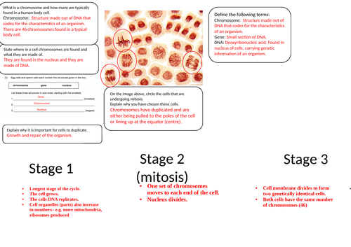 Cell Cycle (Mitosis) NEW AQA 9-1 GCSE Full Lesson | Teaching Resources