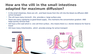 Diffusion (& Surface Area) Lesson -->AQA 9-1 GCSE Combined Science ...