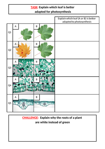 Photosynthesis: leaf adaptations - Activate | Teaching Resources