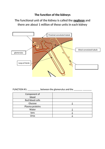 The function of the kidney, kidney failure and the formation of urea ...