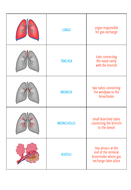 Respiratory System - Card Sort (KS3/4) | Teaching Resources