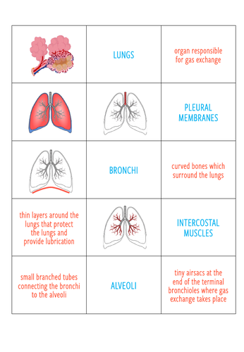 Respiratory System - Card Sort (KS3/4) | Teaching Resources