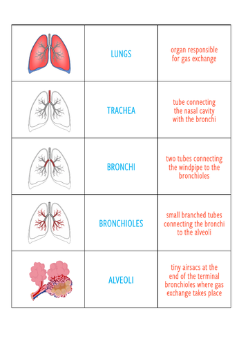 Respiratory System - Card Sort (KS3/4) | Teaching Resources