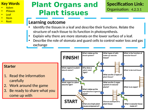 KS4 AQA GCSE Biology (Science) Plant Organ & Tissues Lesson ...
