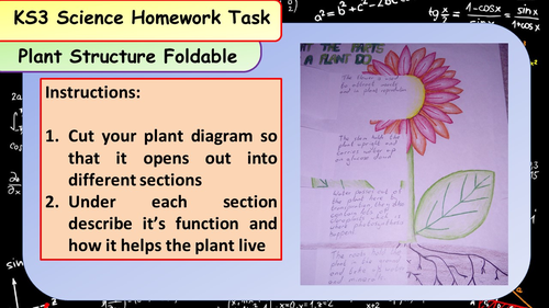 KS4 AQA GCSE Biology (Science) Plant Organ & Tissues Lesson ...