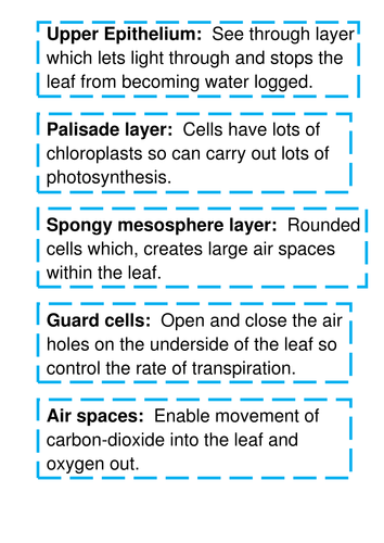 KS4 AQA GCSE Biology (Science) Plant Organ & Tissues Lesson ...