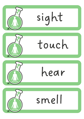 Year 1 Primary Science - Scientific Vocabulary Cards | Teaching Resources