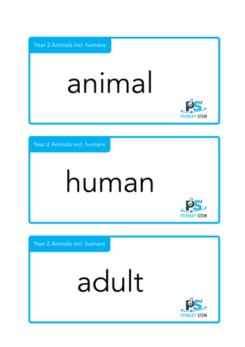 Year 2 Primary Science - Scientific Vocabulary Cards | Teaching Resources