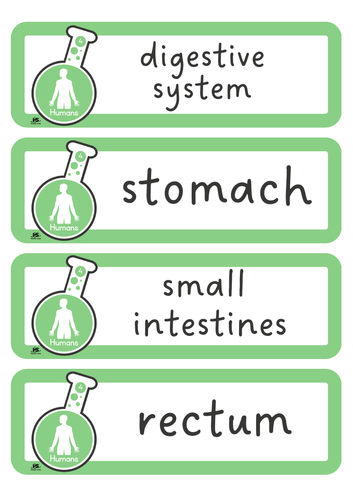 Primary Science - Scientific Vocabulary Cards | Teaching Resources