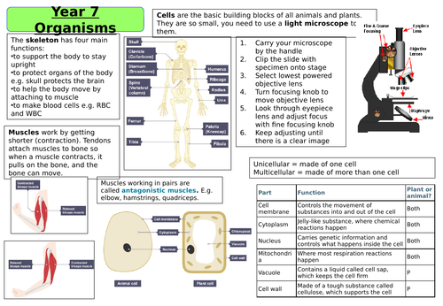 Year 7 Biology revision pack | Teaching Resources