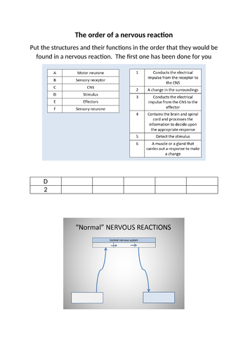SENSE ORGANS and the NERVOUS SYSTEM (WJEC GCSE Biology) | Teaching ...