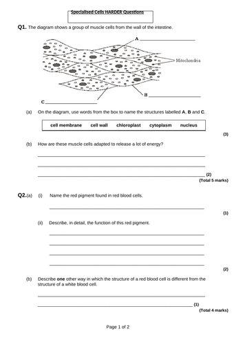 Specialised Cells (AQA GCSE 9-1 Biology: Cells) | Teaching Resources