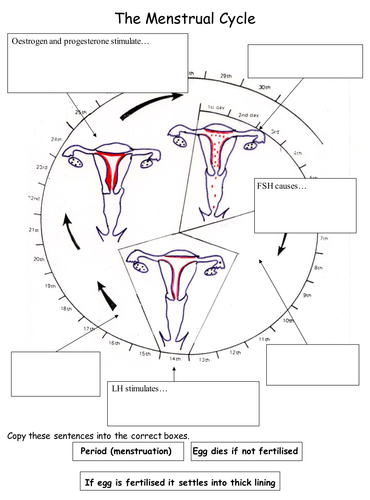 KS4 B11.5 Human Reproduction | Teaching Resources