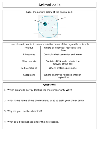 Animal and Plant Cells | Teaching Resources