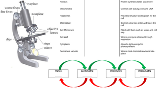 Cells and Microscopes Revision Lesson | Teaching Resources